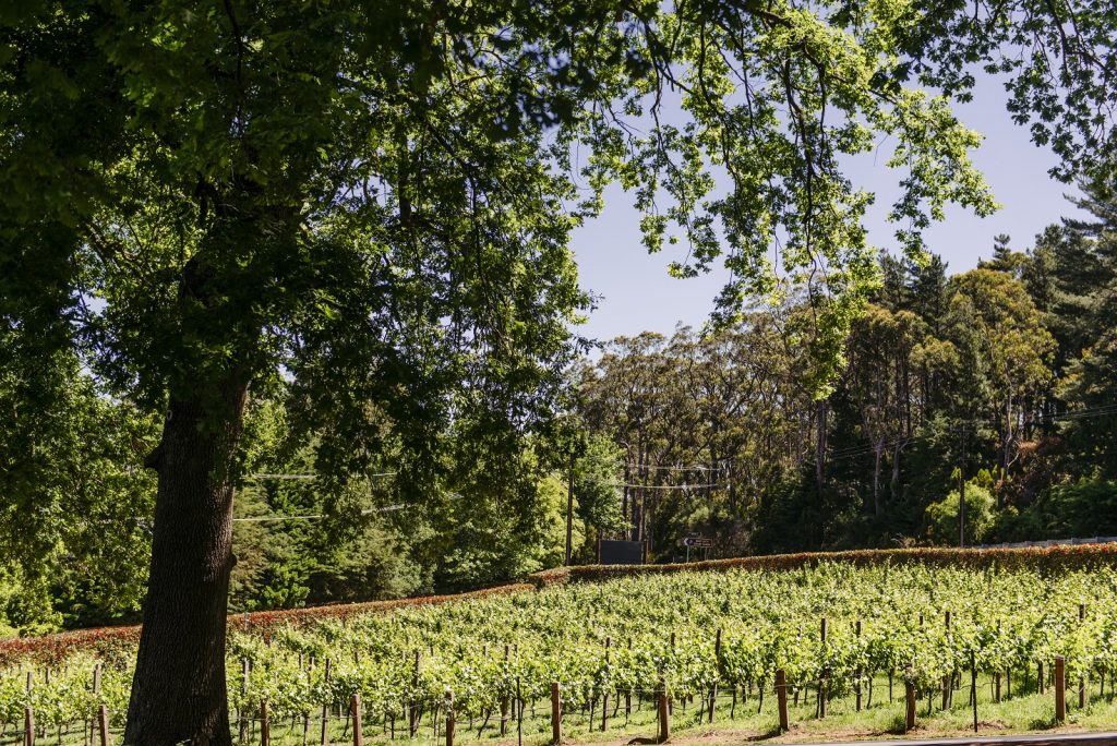 More than Meets the Eye in the Adelaide Hills | Sequoia Lodge